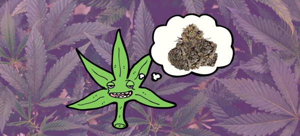 Purple Runtz Marijuana: Weed Strain Information For Those Buying Purple ...